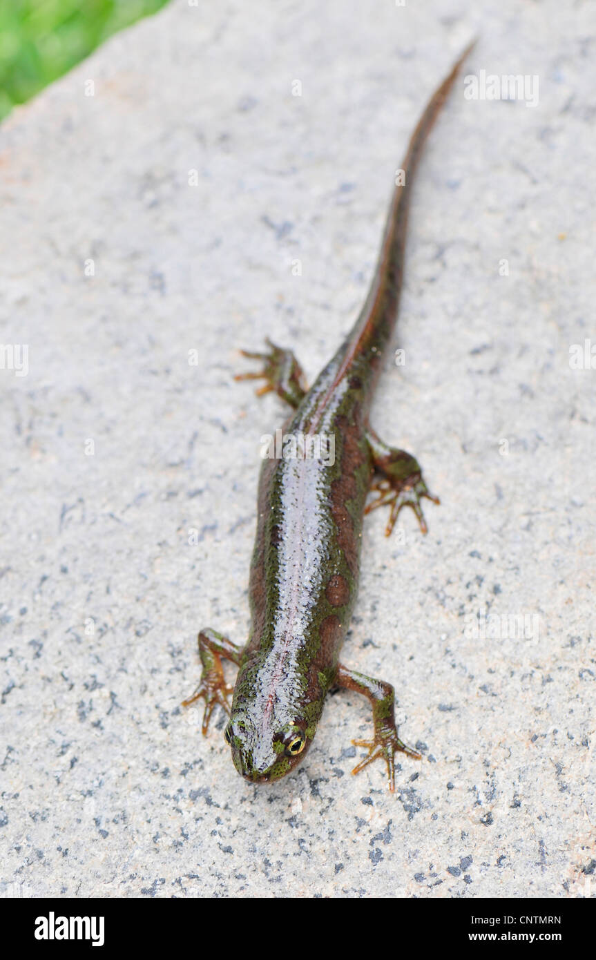 Southern Pygmy Marbled Newt (Triturus pygmaeus, Triturus mamoratus ...
