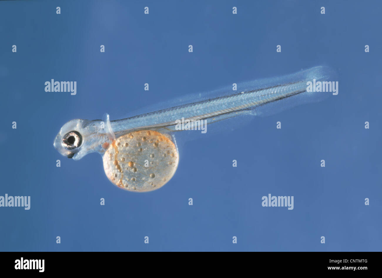 Yolk sac larvae hi-res stock photography and images - Alamy