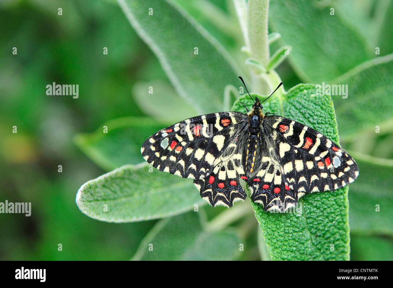 Southern Festoon (Zerynthia polyxena), sitting on a leaf, Portugal ...