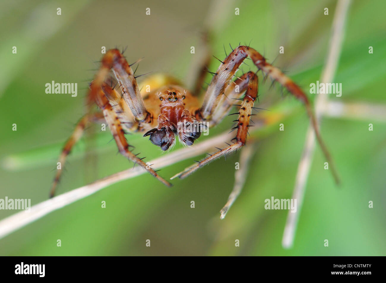 fourspotted orbweaver (Araneus quadratus), portrait, Portugal Stock ...