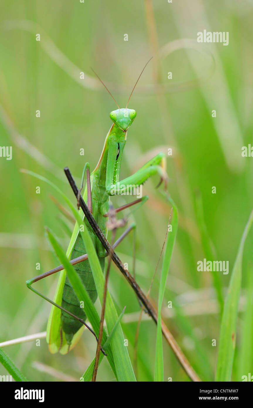 Green mantis praying religiosa sitting hi-res stock photography and ...