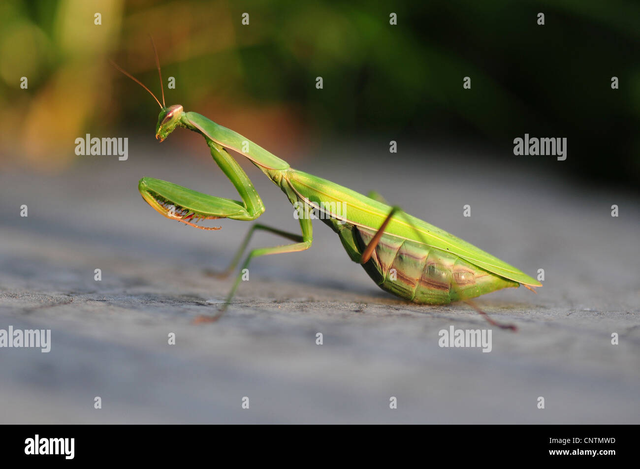 Italian preying mantis hi-res stock photography and images - Alamy