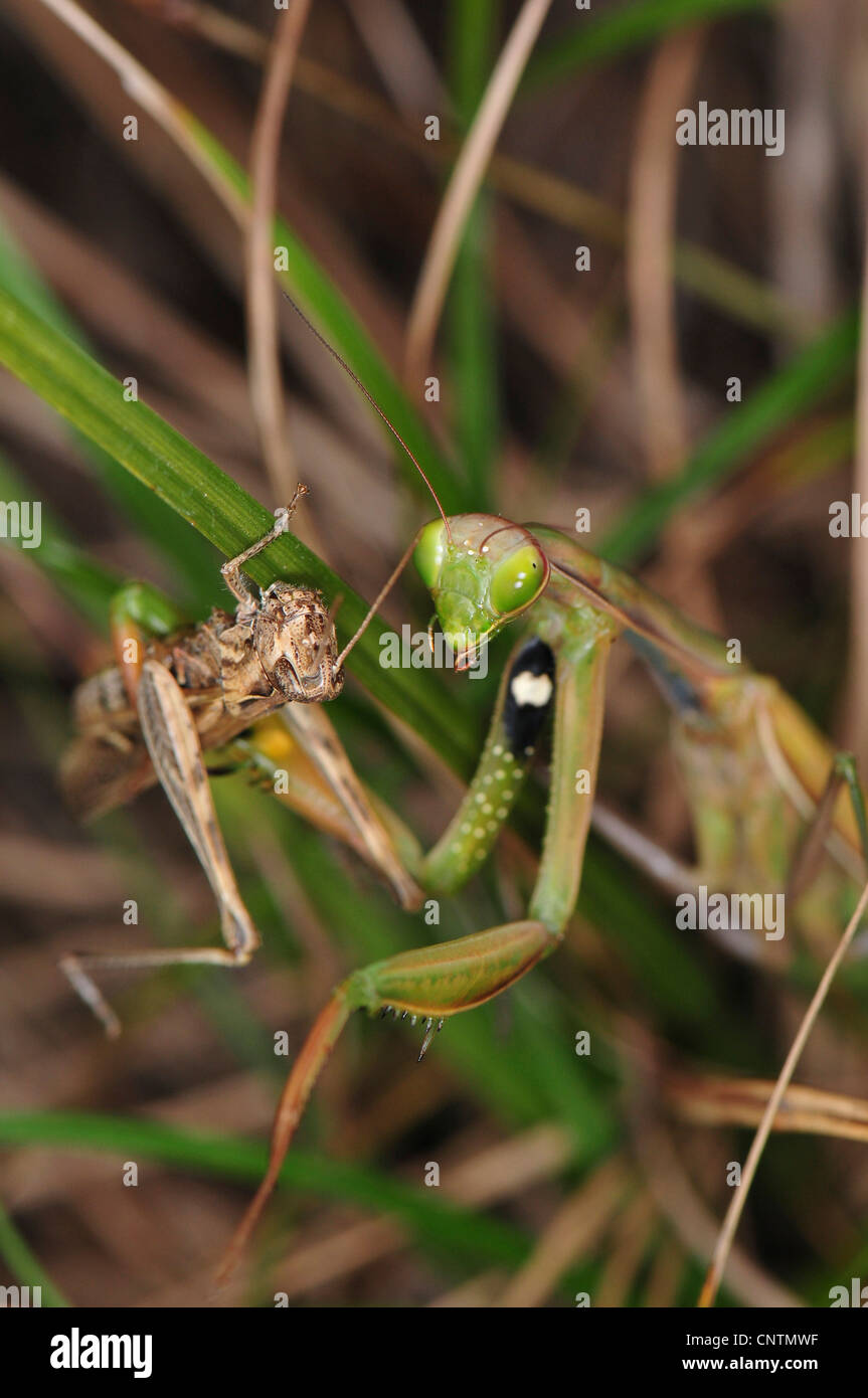 European preying mantis (Mantis religiosa), eating green female, Italy ...