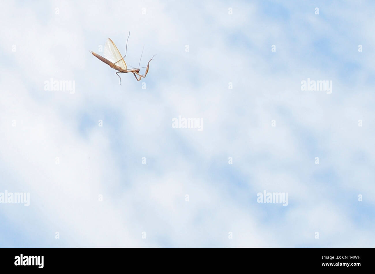 European preying mantis (Mantis religiosa), brown male in flight Stock ...