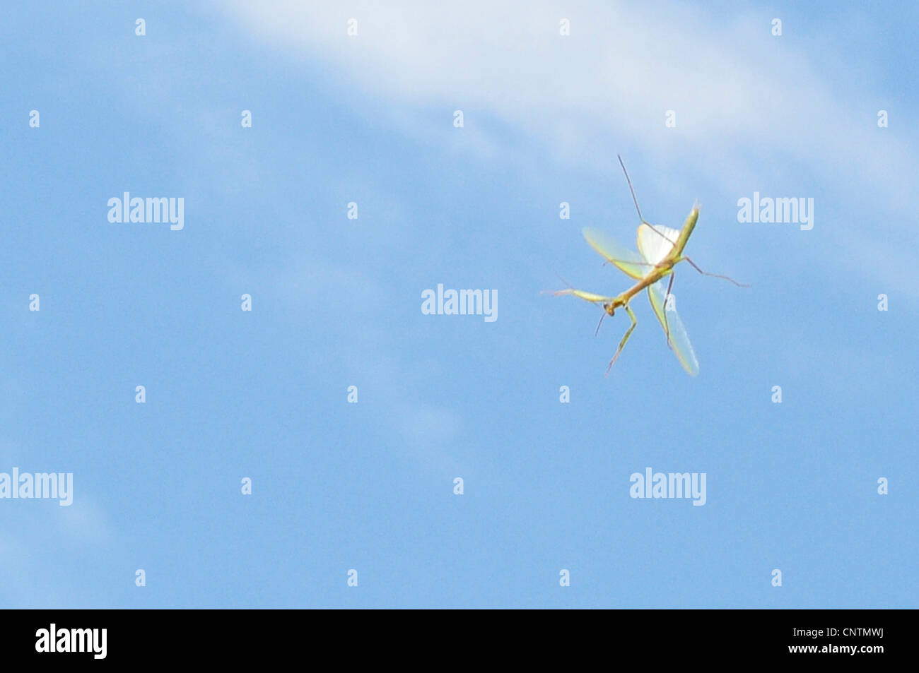 European preying mantis (Mantis religiosa), green male in flight Stock ...