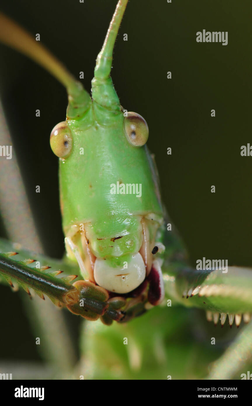 predatory bushcricket (Saga pedo), grooming, Italy Stock Photo - Alamy