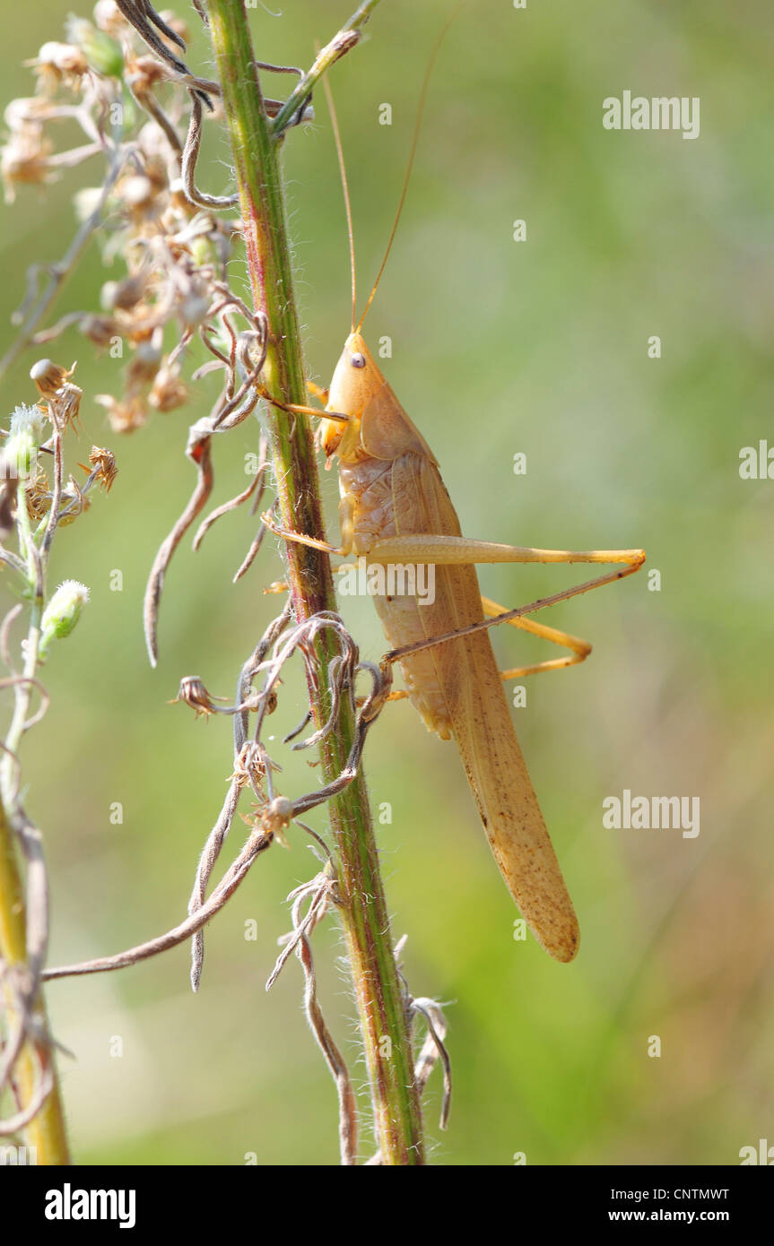 Ruspolia nitidula (Ruspolia nitidula), sitting on a stem, Italy Stock ...