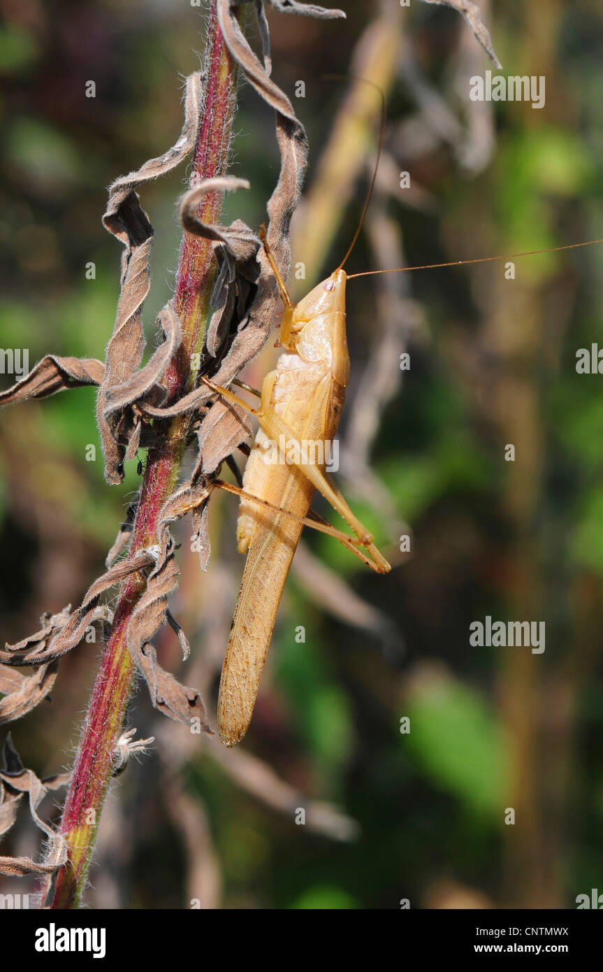 Ruspolia hi-res stock photography and images - Alamy