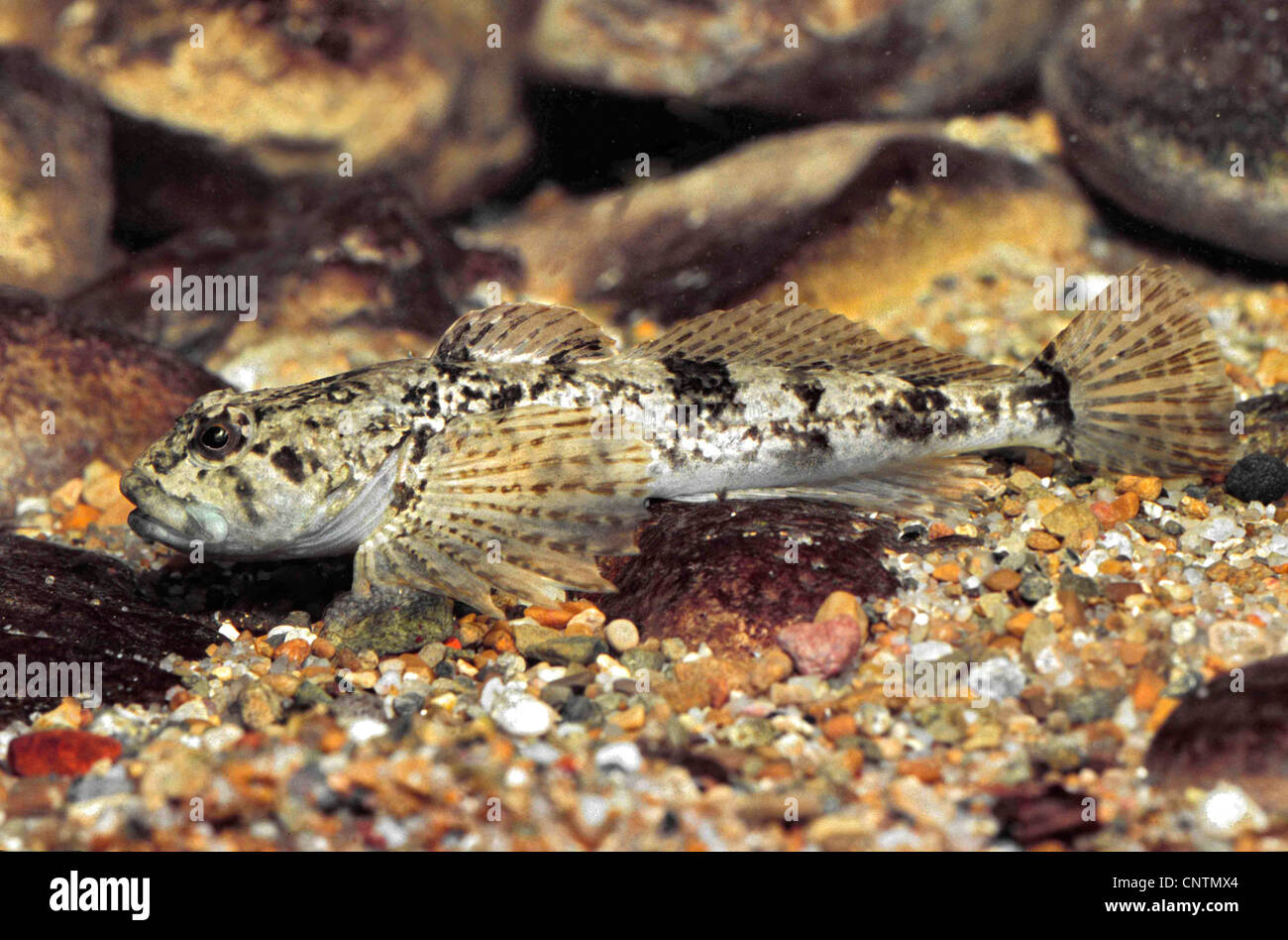 Miller's thumb, bullhead (Cottus gobio), male over river gravel ...