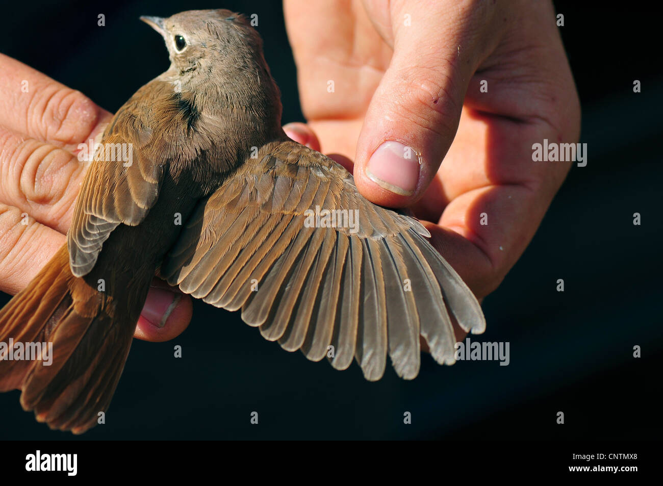 Wing banding hi-res stock photography and images - Alamy