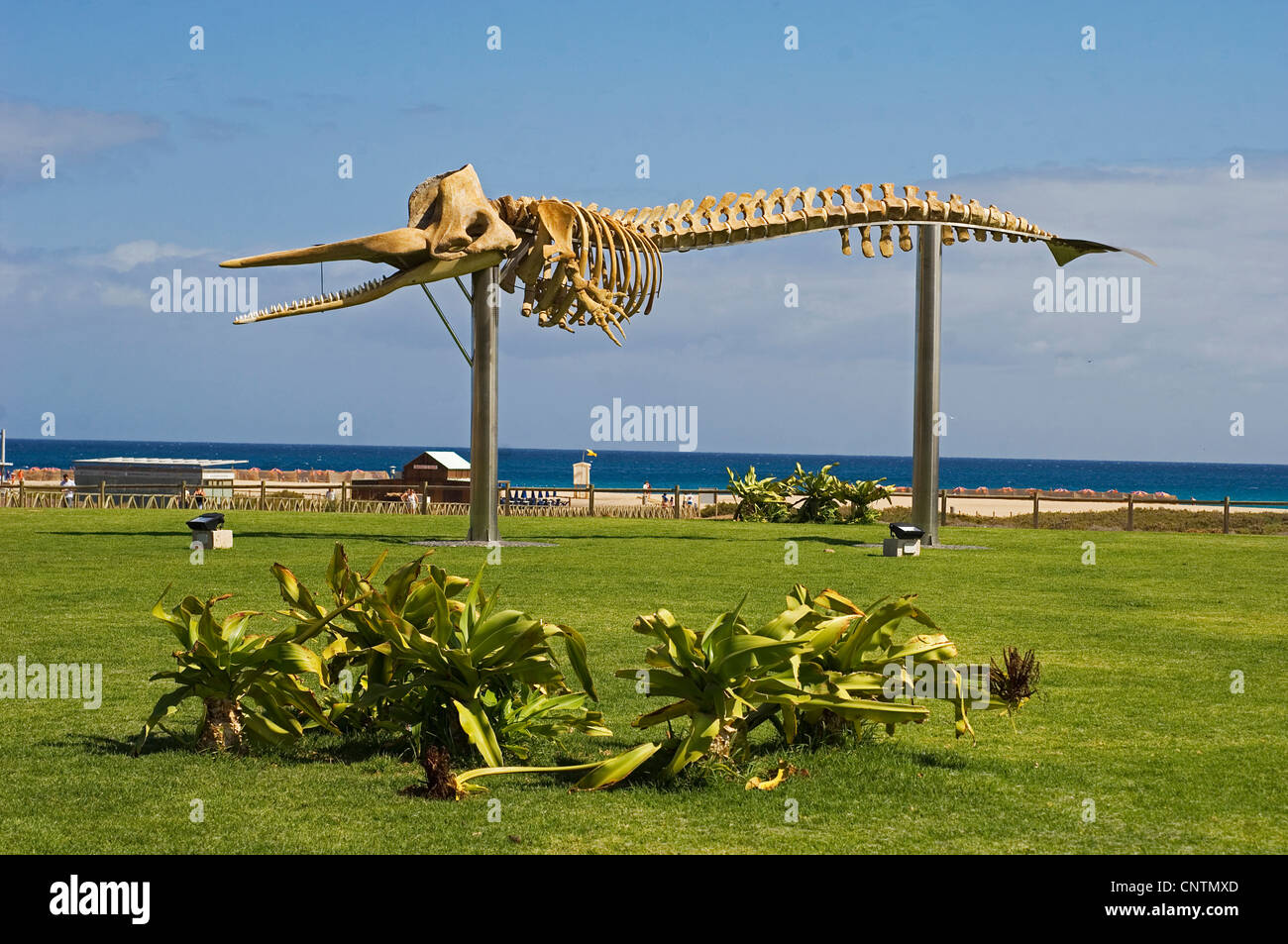 sperm whale, great sperm whale, spermacet whale, cachalot (Physeter ...