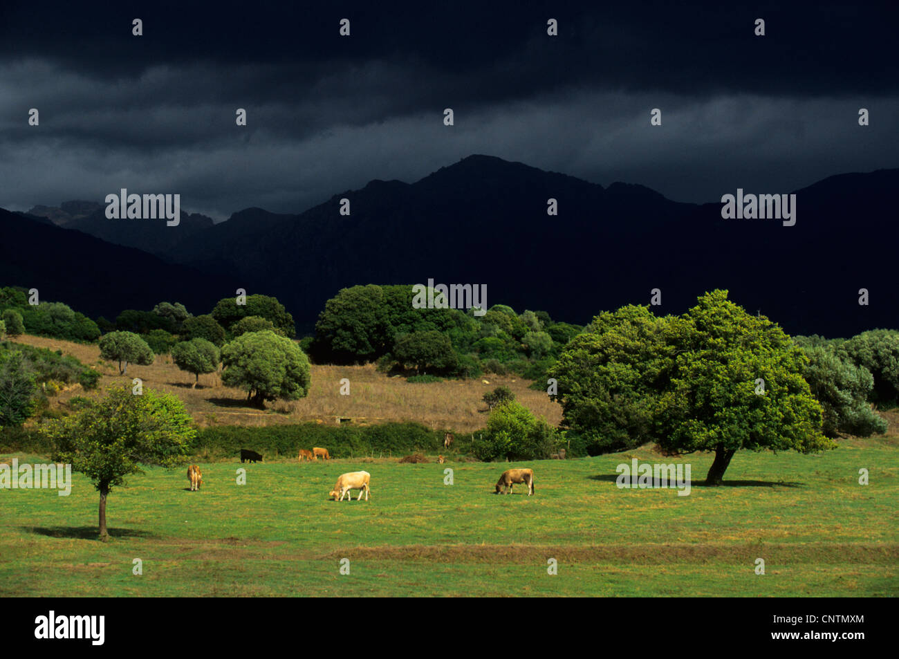 Thunderbolt over pasture hi-res stock photography and images - Alamy
