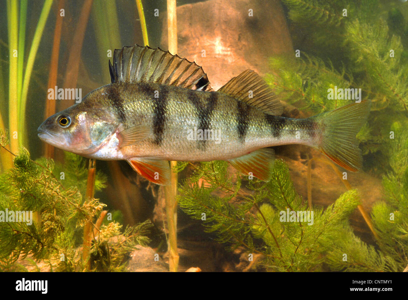 Perch, European perch, Redfin perch (Perca fluviatilis), in front of ...