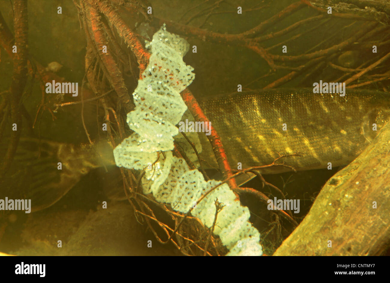 Perch, European perch, Redfin perch (Perca fluviatilis), string of ...