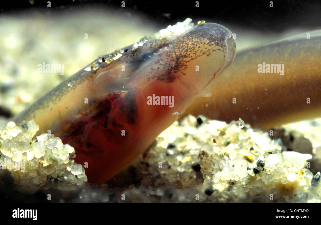 river lamprey, lampern, European river lamprey (Lampetra fluvialis ...