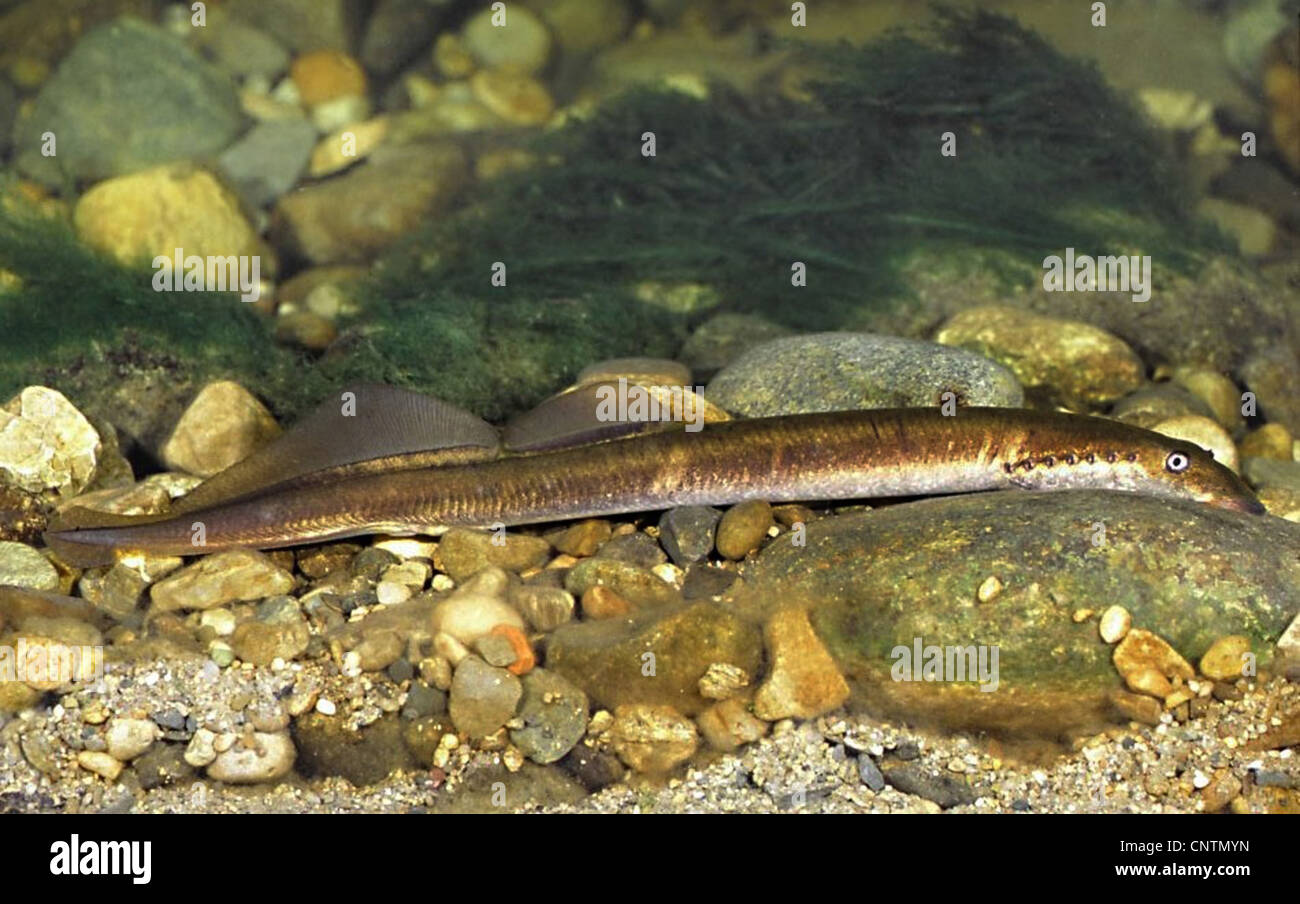 Northern lampreys hi-res stock photography and images - Alamy