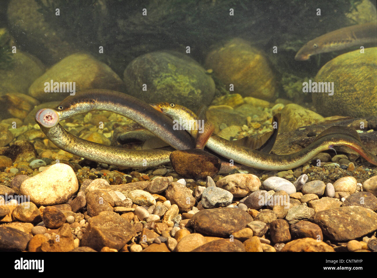 Northern lampreys hi-res stock photography and images - Alamy