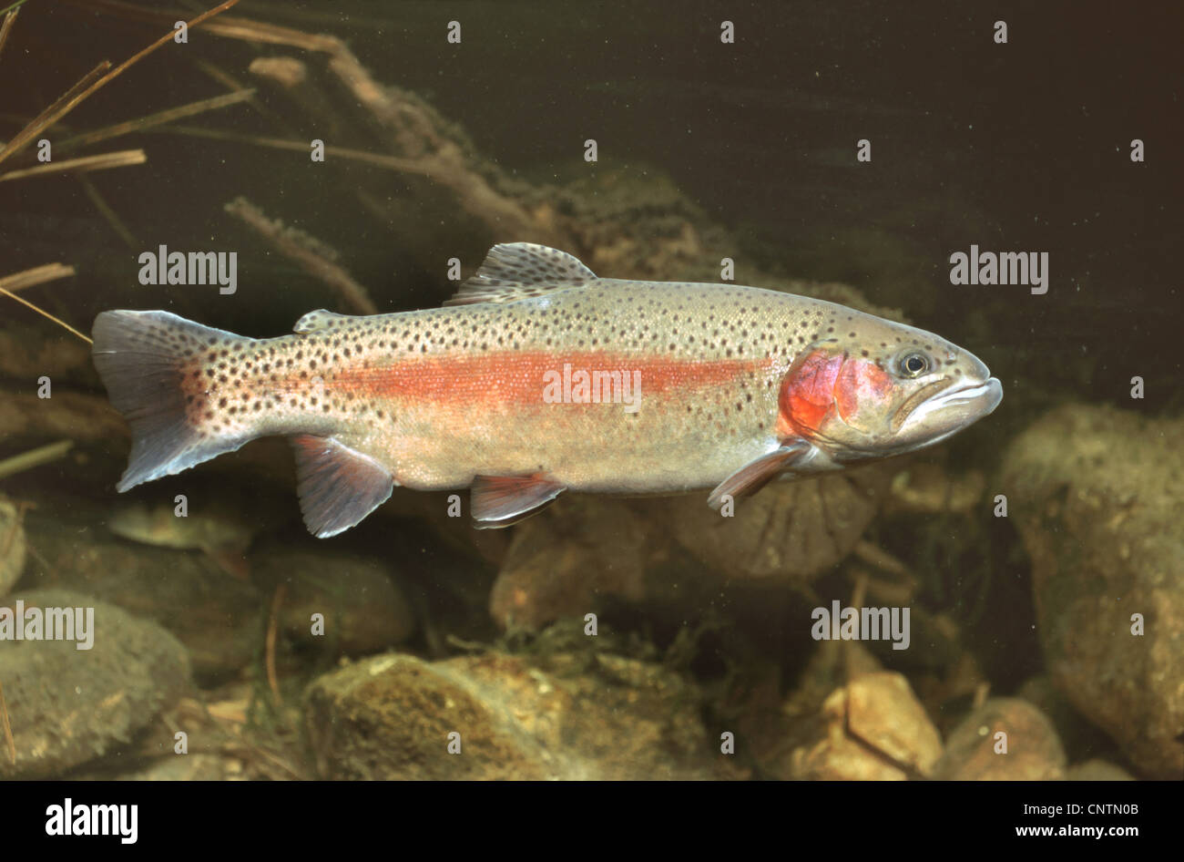 Salmo species hi-res stock photography and images - Alamy