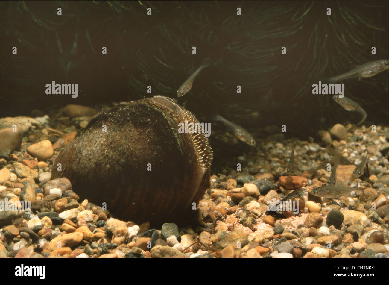 bitterling (Rhodeus amarus, Rhodeus sericeus), juveniles leaving their ...