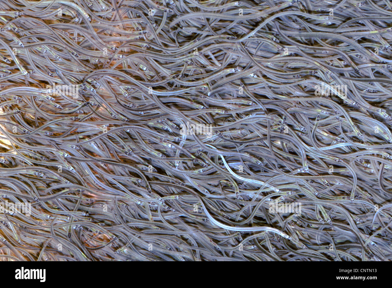 Glass eels europe hi-res stock photography and images - Alamy