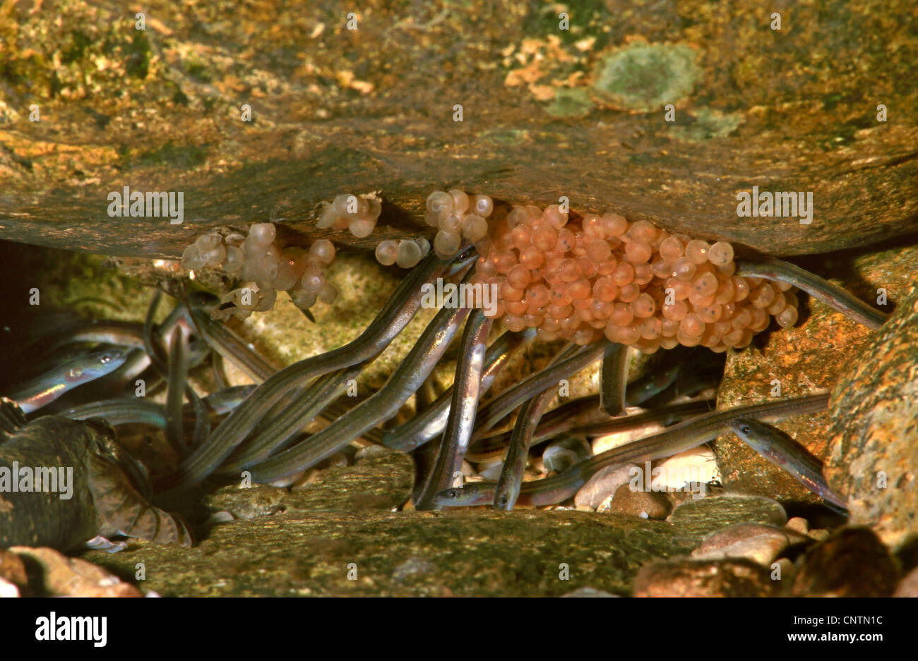 eel, European eel, river eel (Anguilla anguilla), glass feeding on ...