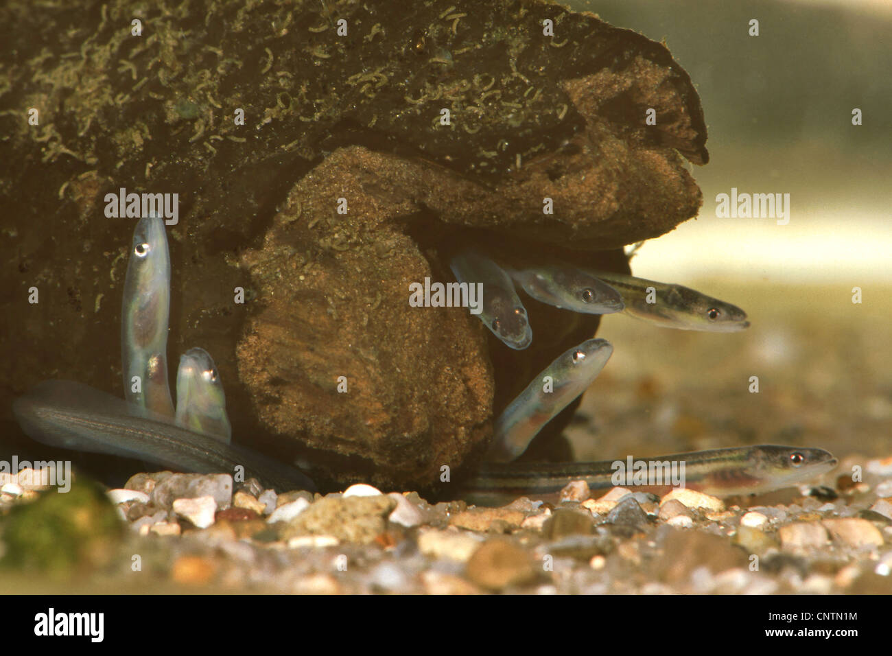 eel, European eel, river eel (Anguilla anguilla), glass eels under a ...