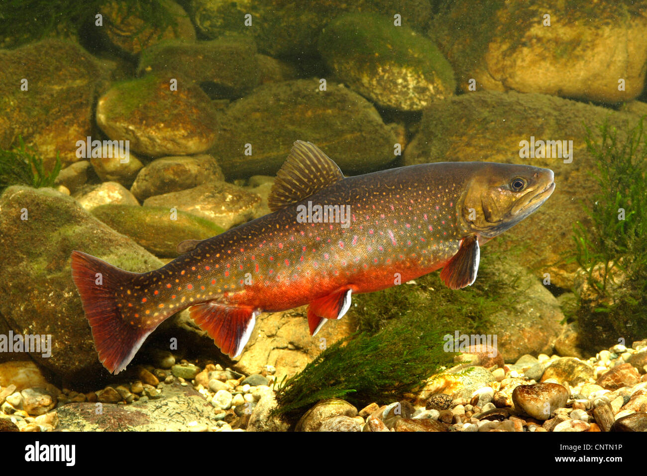 chars, charrs (Salvelinus spec.), hybrid between Salvelinus fontinalis ...