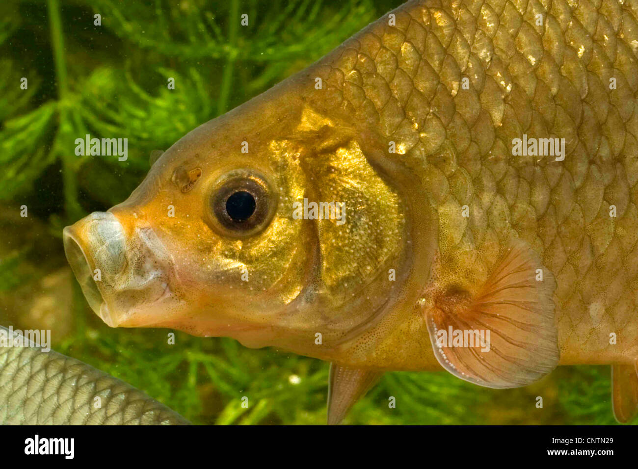 Crucian carp eyes hi-res stock photography and images - Alamy