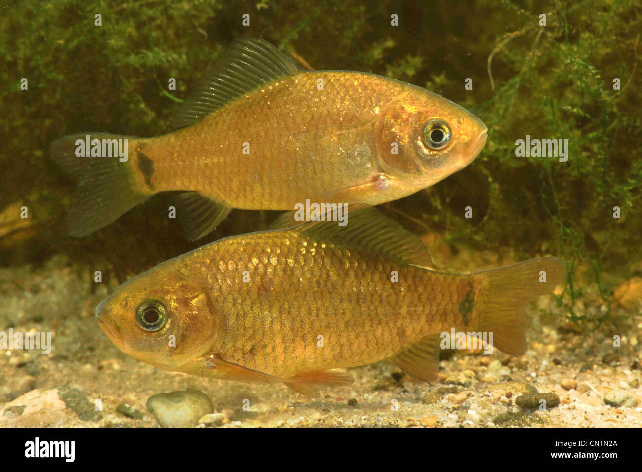 Crucian carp (Carassius carassius), two individuals with ...