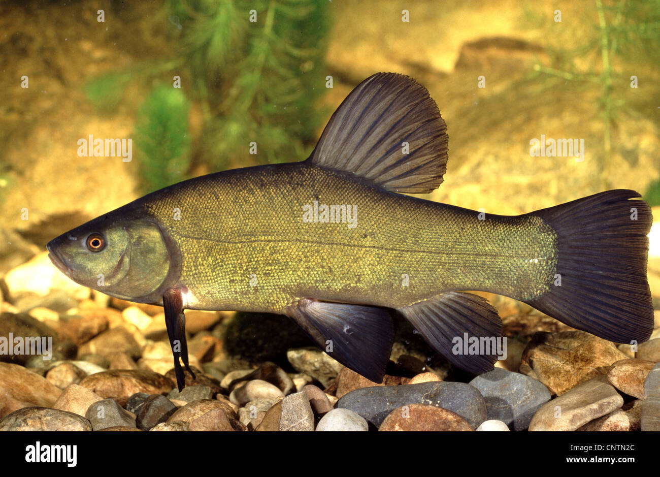 tench (Tinca tinca), milkner Stock Photo - Alamy