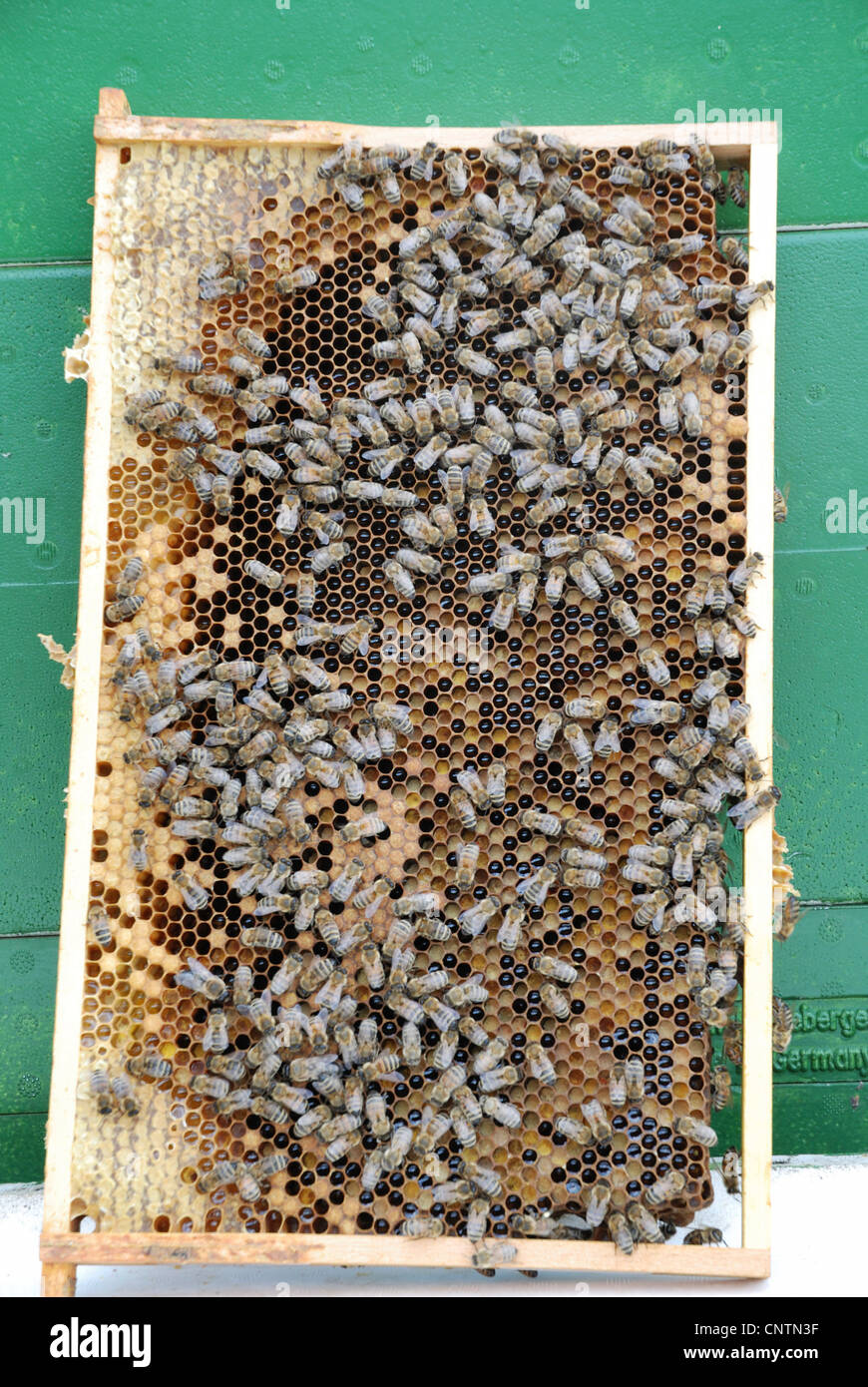 honey bee, hive bee (Apis mellifera mellifera), frame with honeycombs ...