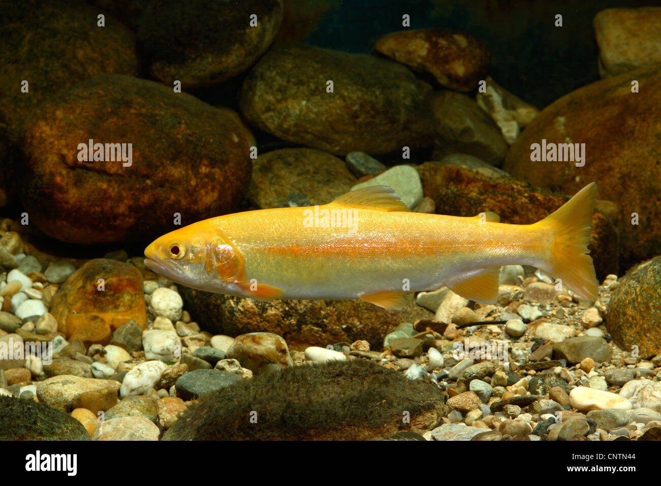 Golden Trout Underwater High Resolution Stock Photography and Images ...