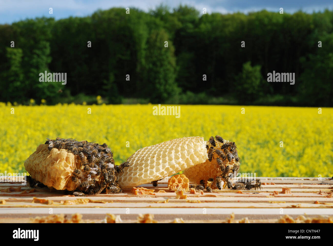 honey bee, hive bee (Apis mellifera mellifera), honeycombs, wild combs ...