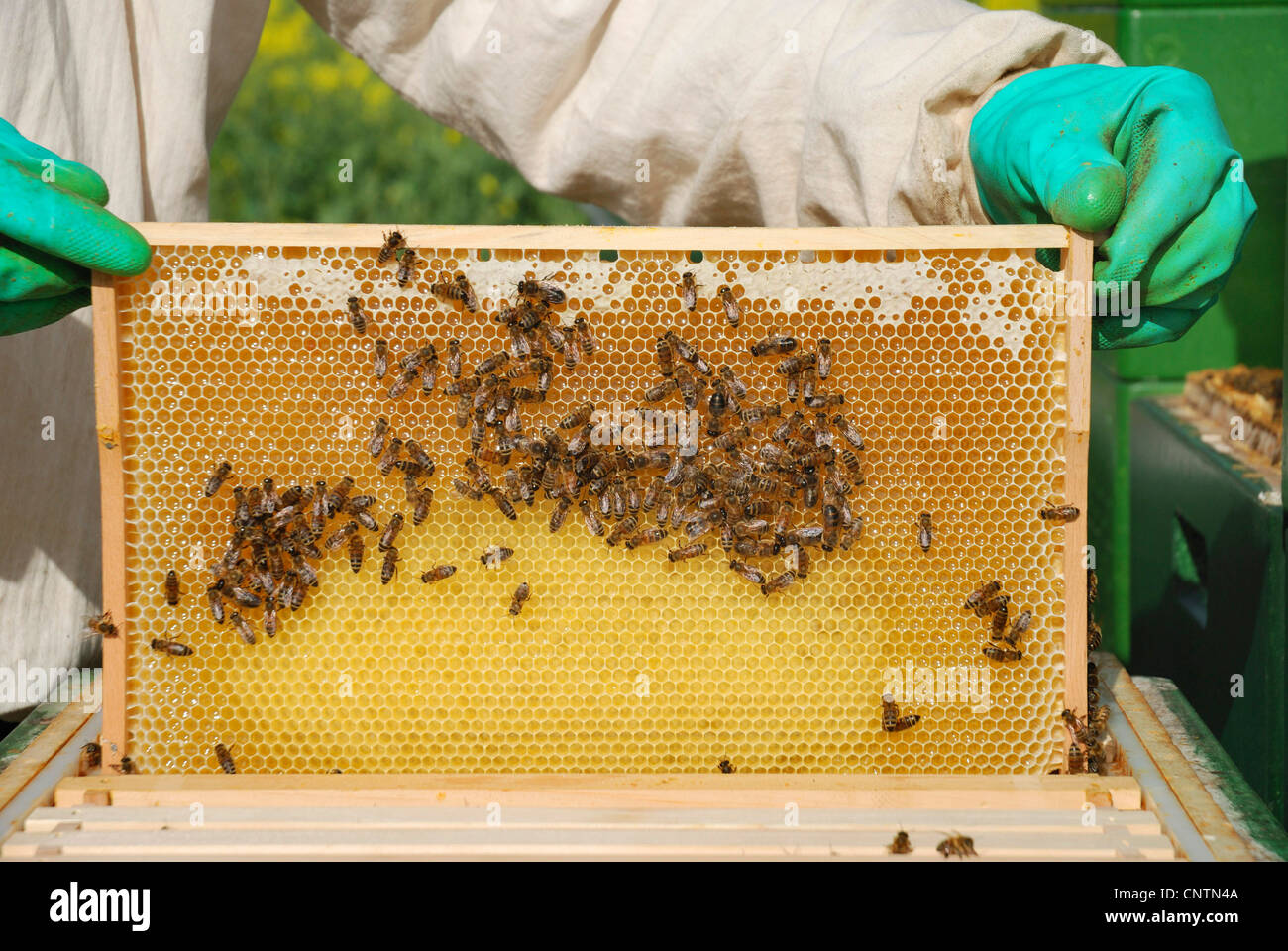 honey bee, hive bee (Apis mellifera mellifera), beekeeper controlling ...