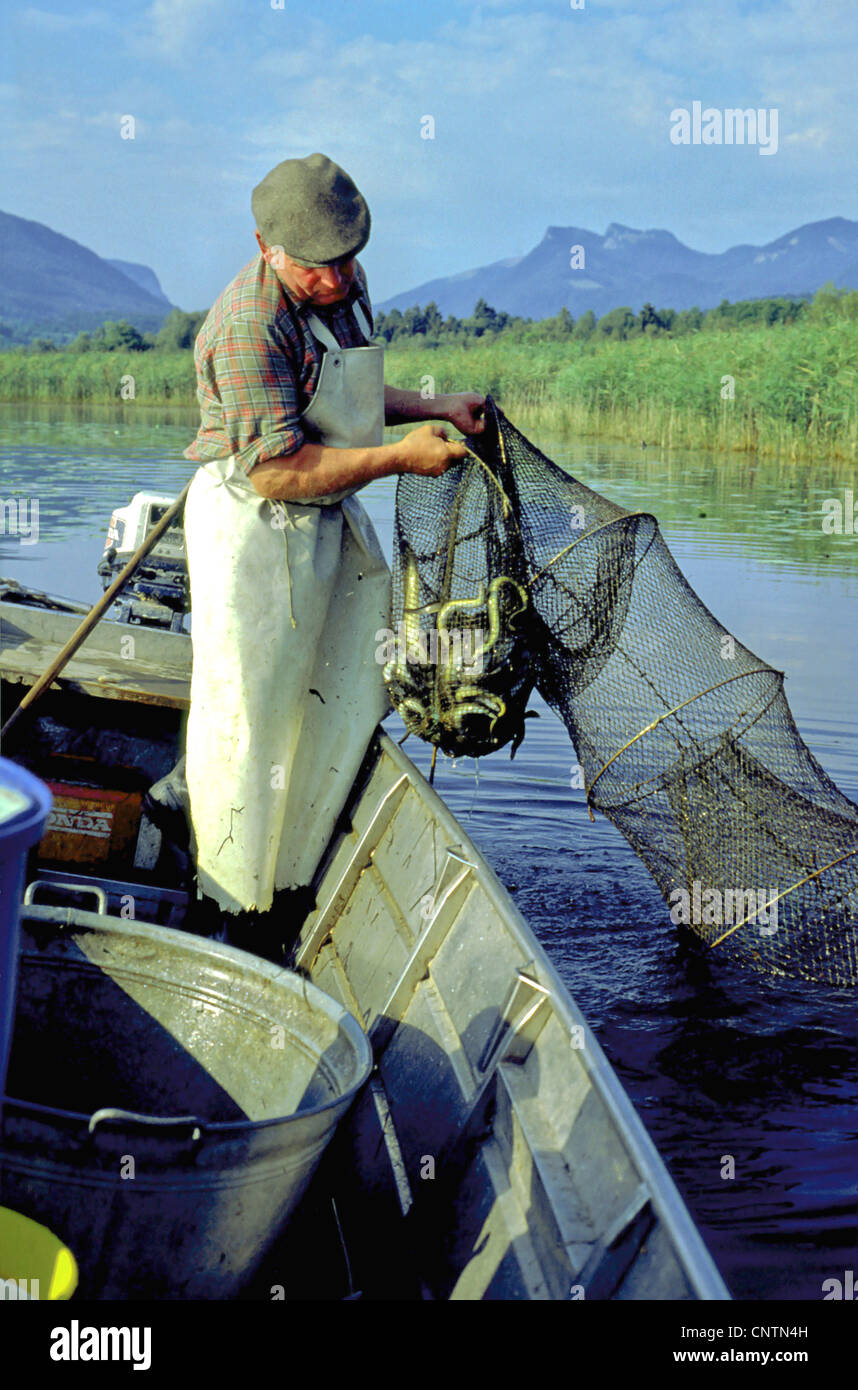 eel, European eel, river eel (Anguilla anguilla), fisherman clearing an ...
