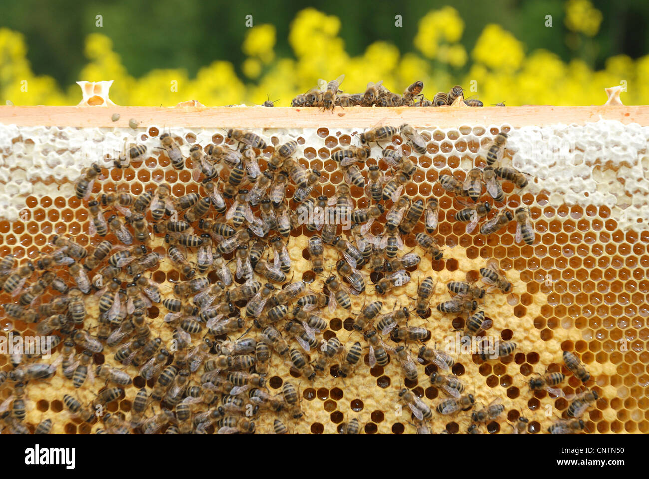 honey bee, hive bee (Apis mellifera mellifera), bees on partly capped ...
