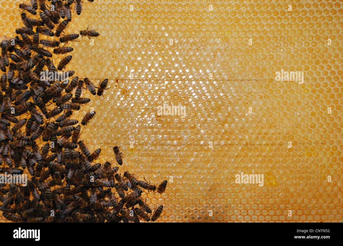 honey bee, hive bee (Apis mellifera mellifera), bees on honeycombs ...