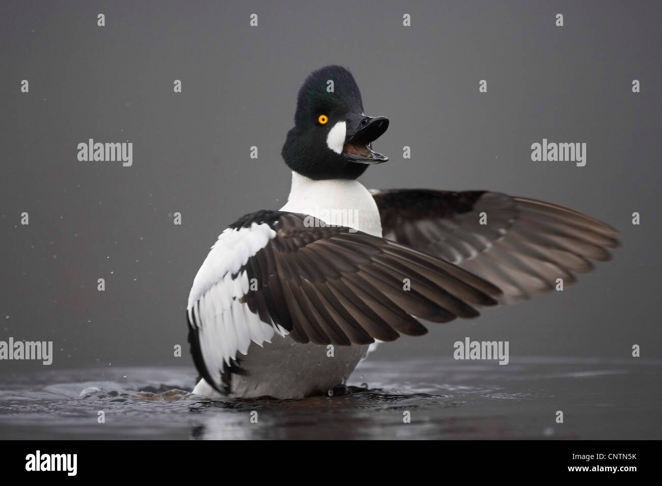common goldeneye, goldeneye duckling (Bucephala clangula), drake/male ...