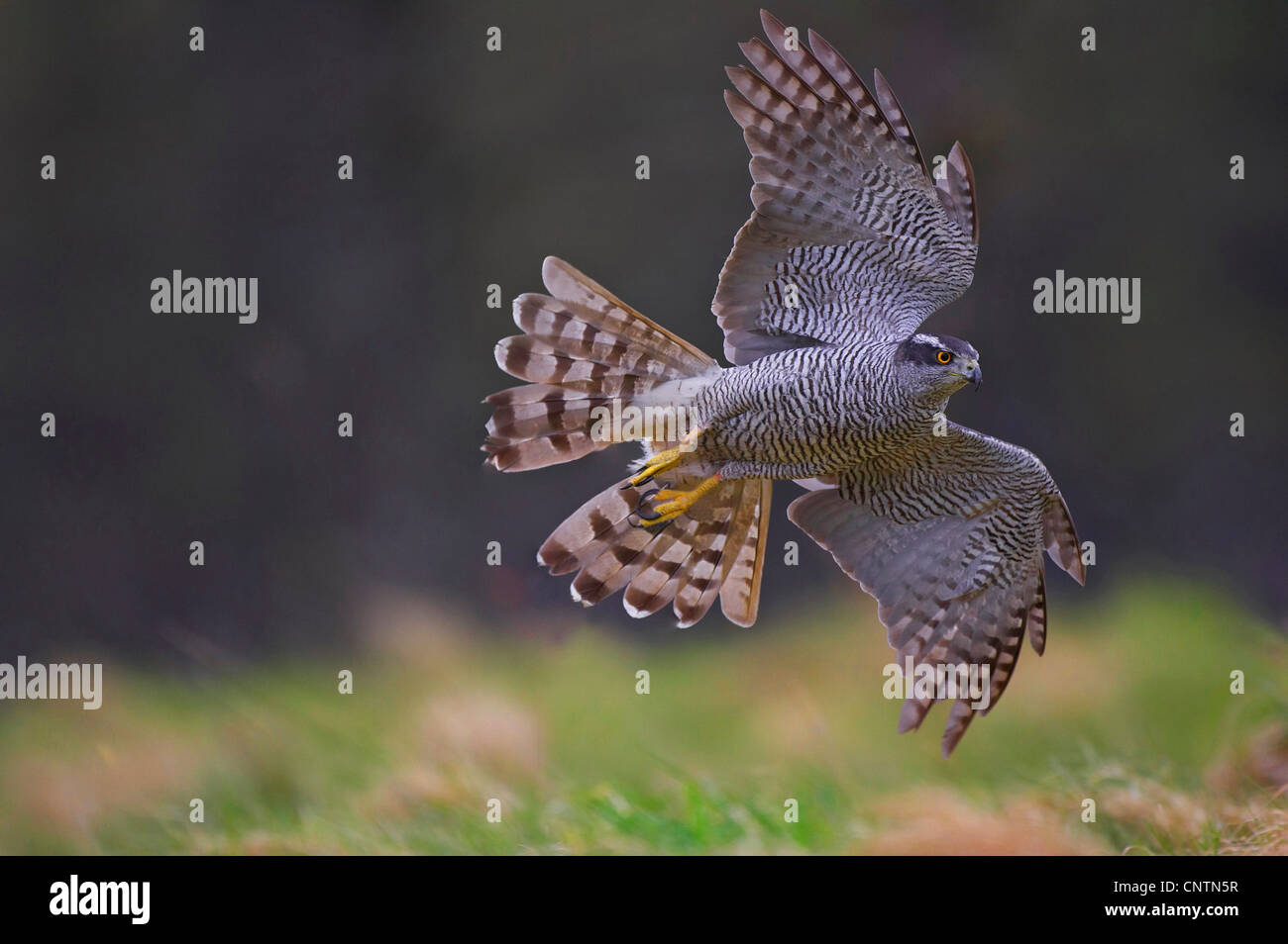 Woodland Hunters Northern Goshawk