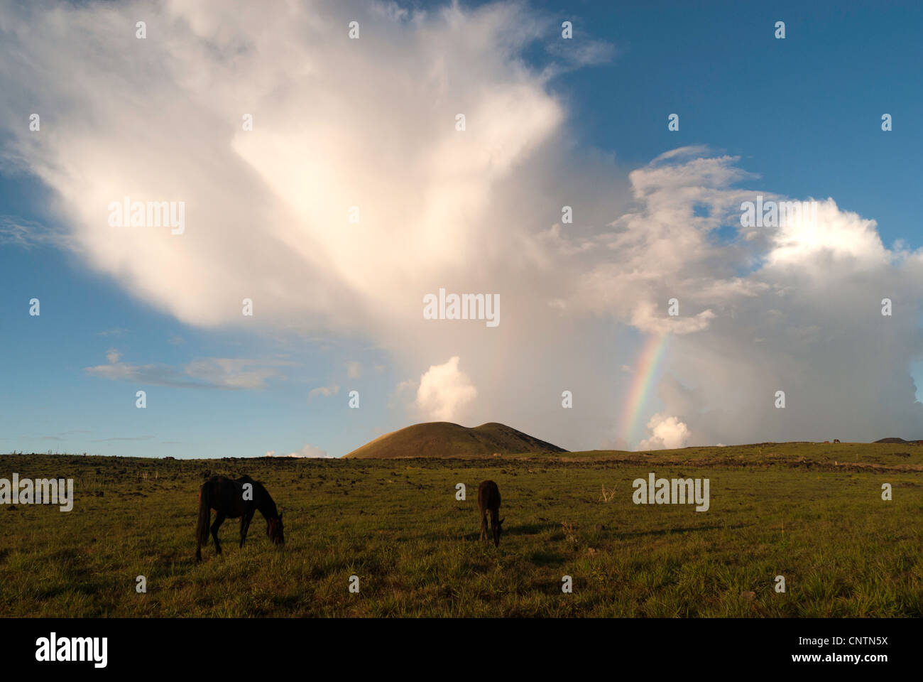 Horses grazing with eruption like cloud and rainbow over volcano in ...