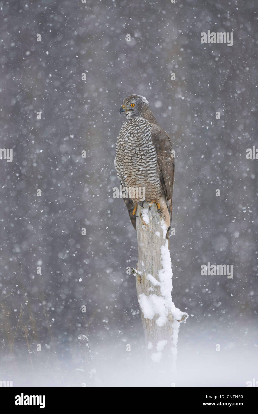 northern goshawk (Accipiter gentilis), adult female in falling snow ...