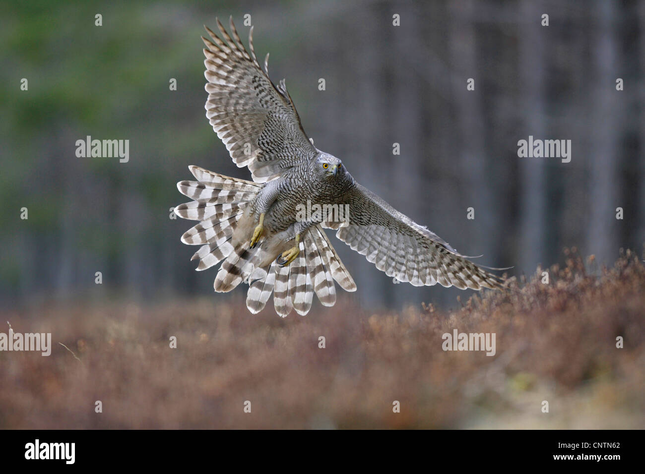 northern goshawk (Accipiter gentilis), in flight on edge of pine forest ...