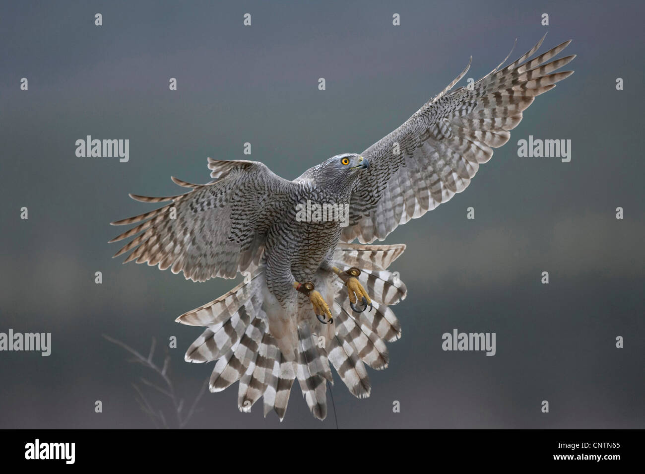 northern goshawk (Accipiter gentilis), in flight on edge of pine forest ...