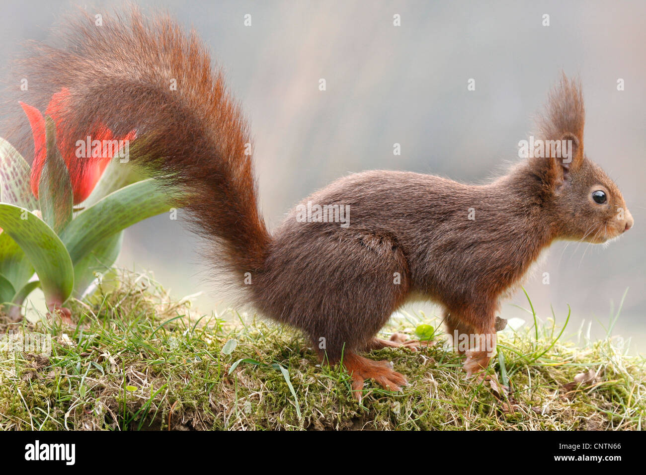 European red squirrel, Eurasian red squirrel (Sciurus vulgaris), in ...