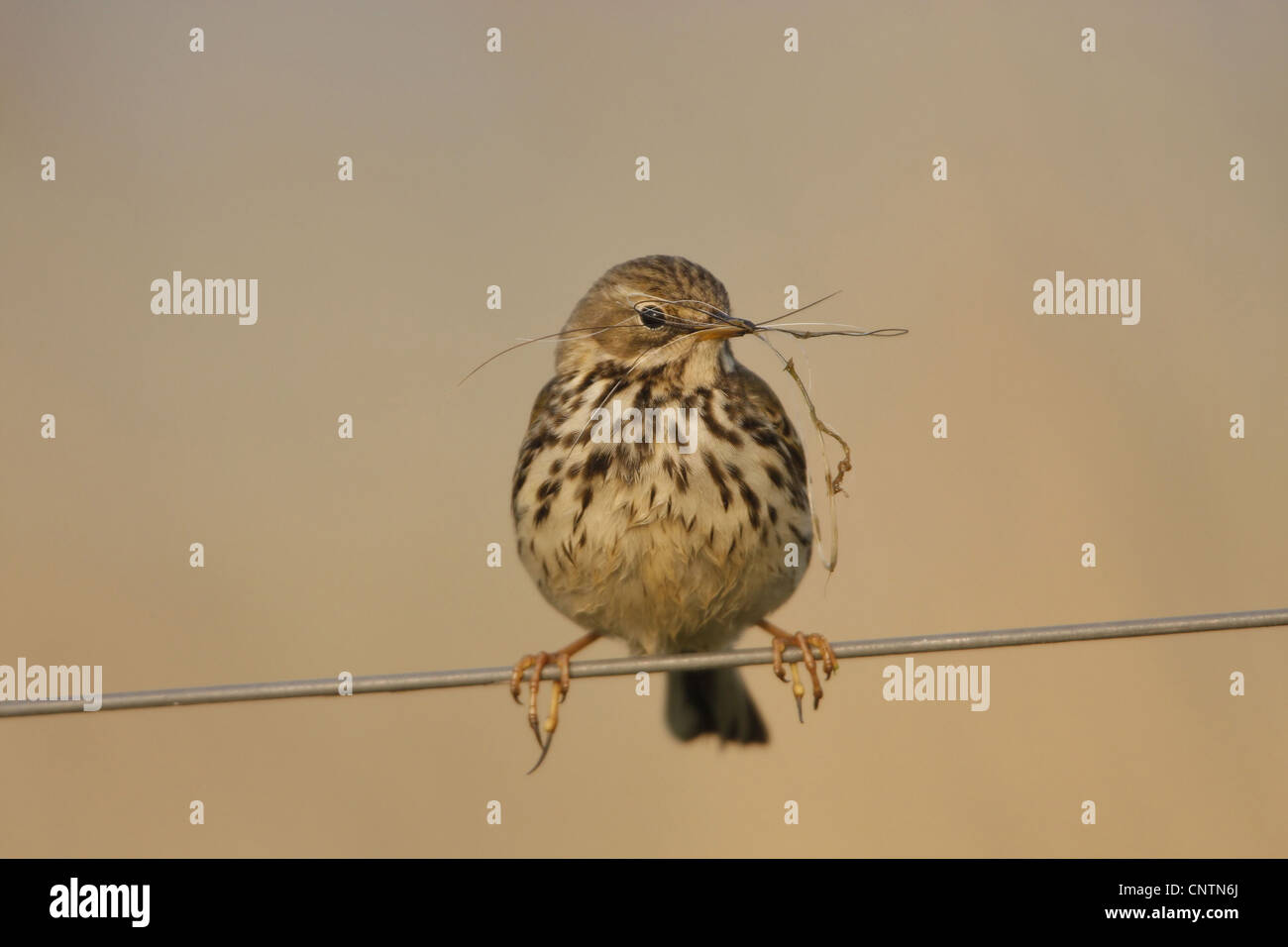 meadow pitpit (Anthus pratensis), on a wire rope with nesting material ...