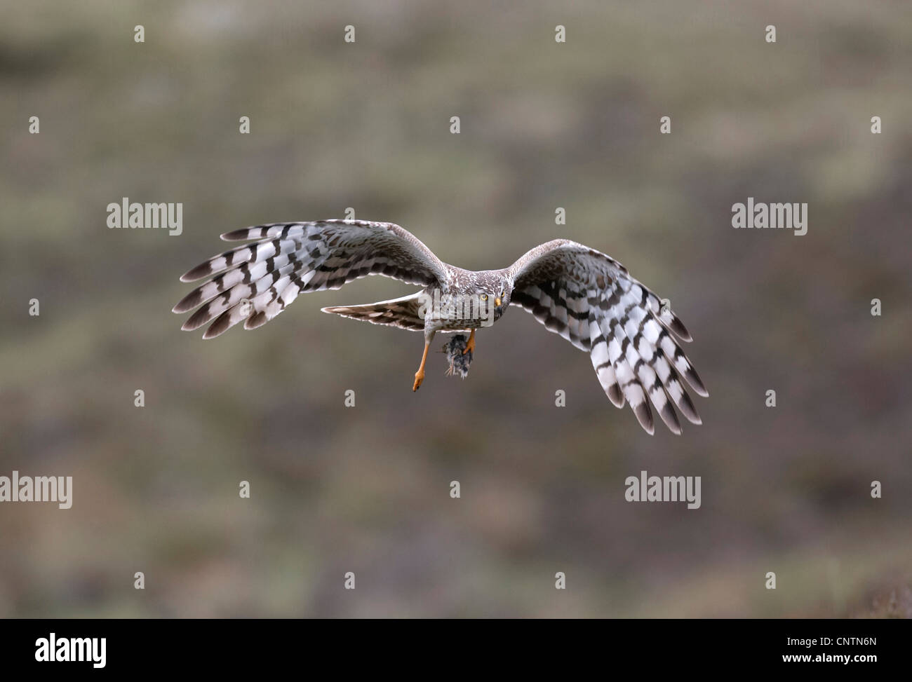 Female hen harrier uk hi-res stock photography and images - Alamy