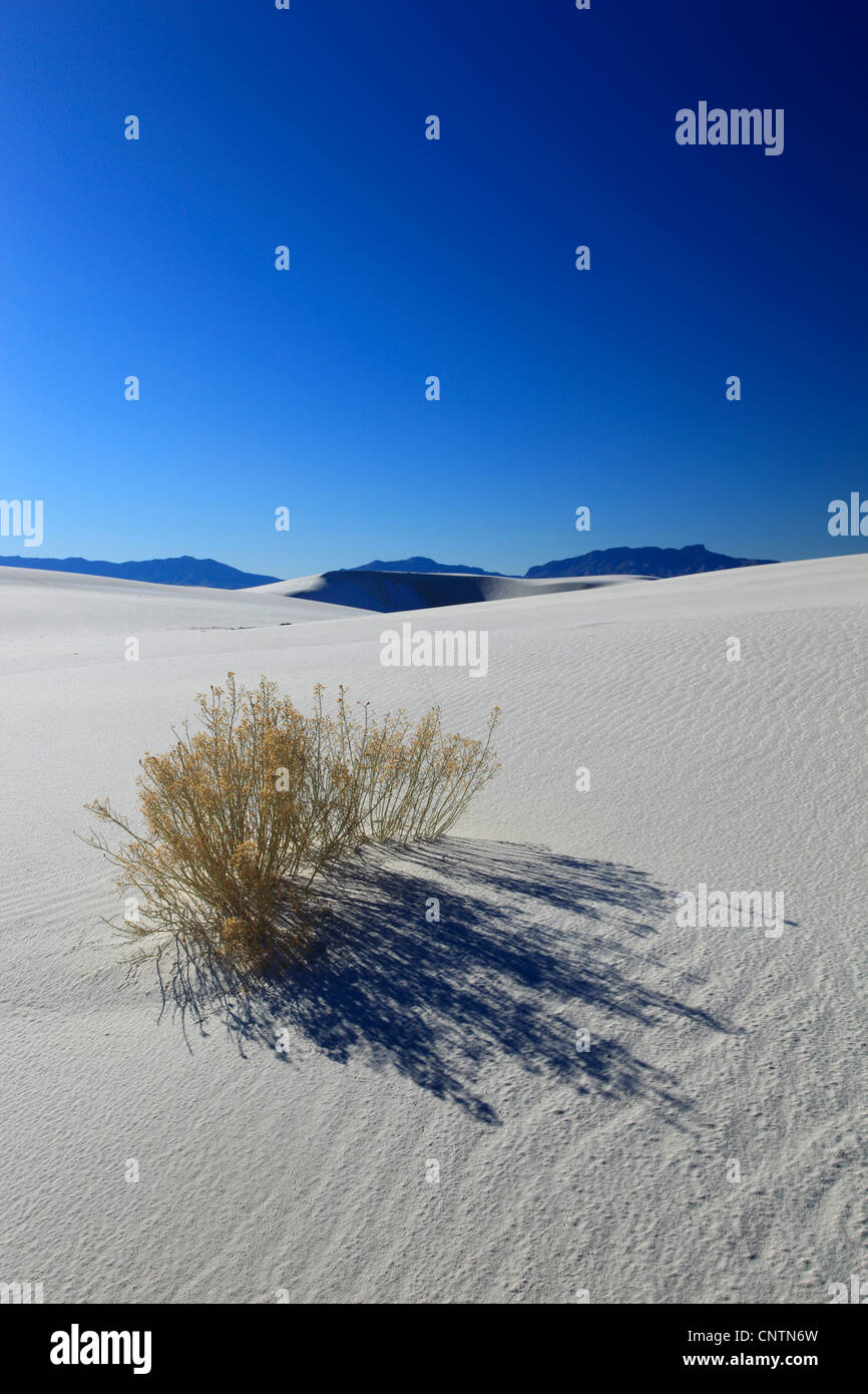 plant in gypsum desert, USA, New Mexico, White Sands National Monument ...
