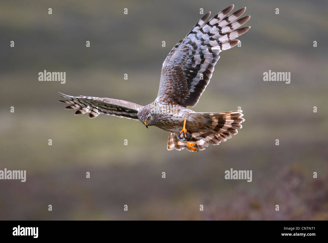 hen harrier (Circus cyaneus), adult female with a prey, United Kingdom ...