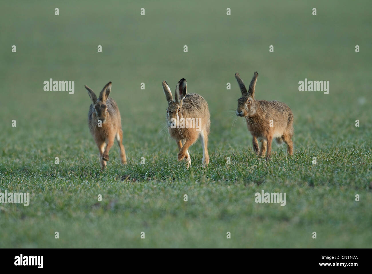 European hare (Lepus europaeus), three hares running across a field ...