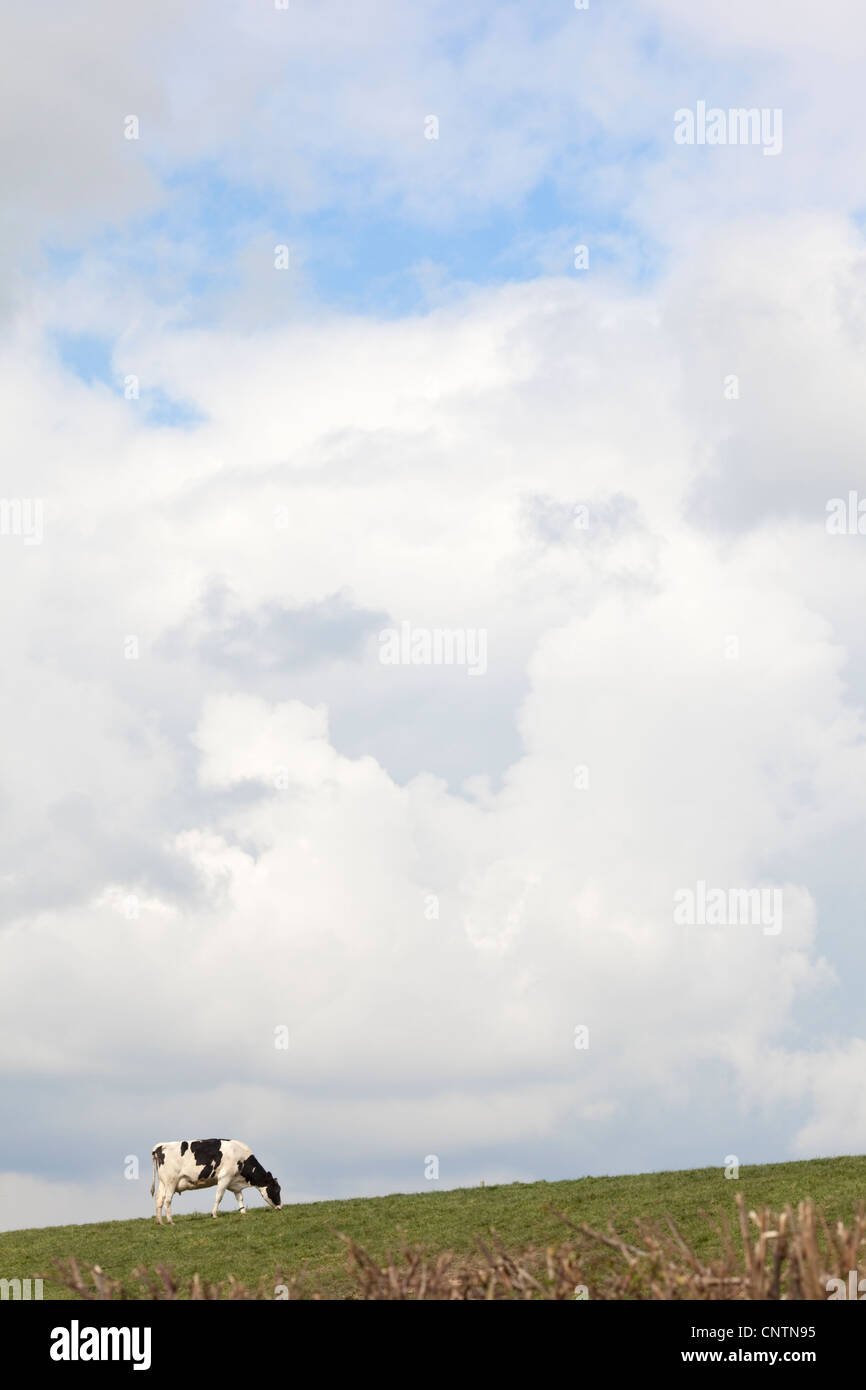 Dairy Cow grazing on the Waitrose Leckford Estate Hampshire UK Stock ...